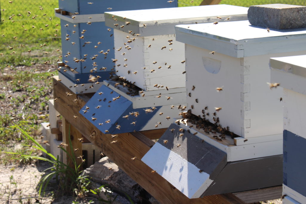 Honeybees, Naples, Florida